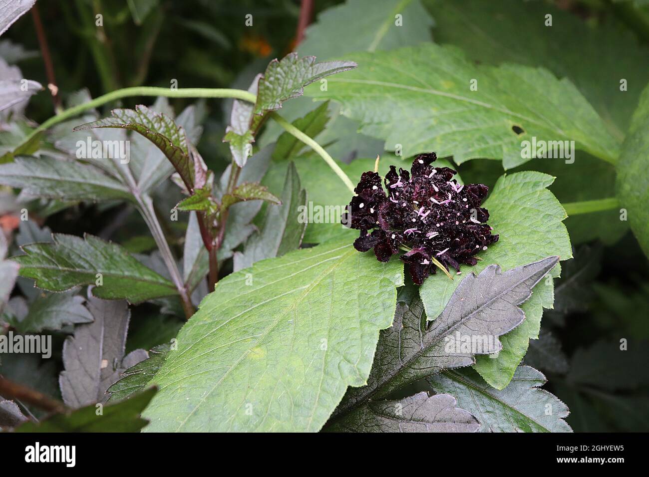 Scabious ‘black knight’ hi-res stock photography and images - Alamy