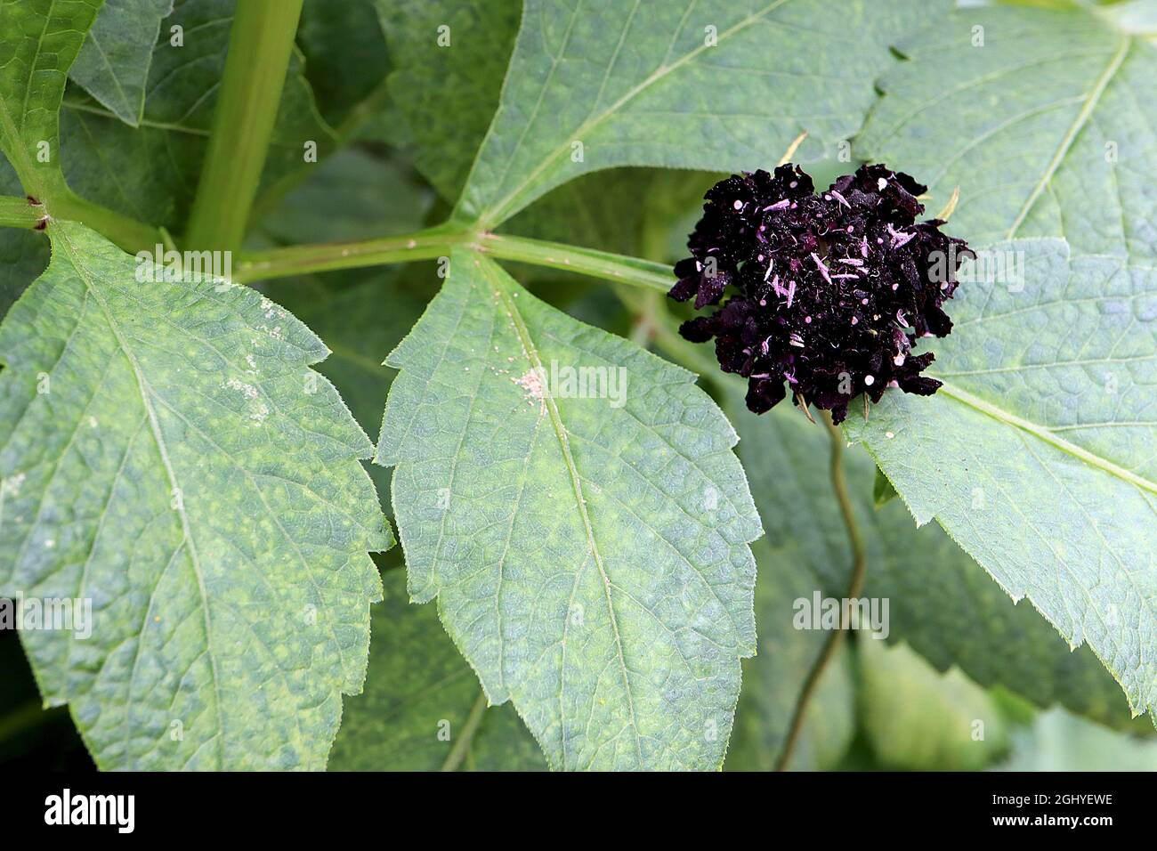 Scabiosa atropurpurea ‘Black Knight’ Scabious Black Knight - purple ...