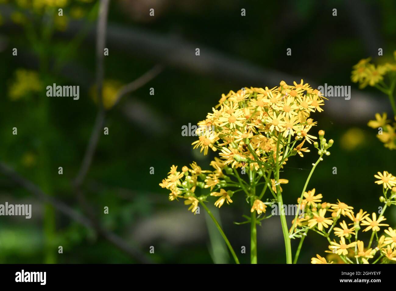 New fresh plants flowers hi-res stock photography and images - Alamy