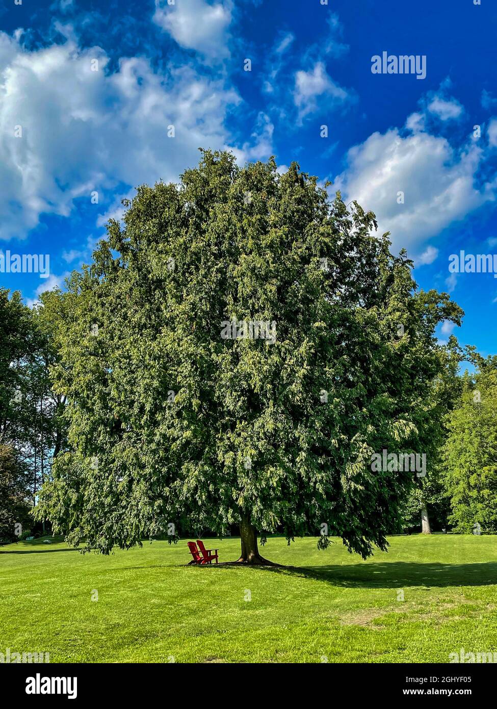 Deck chairs under a tree hi-res stock photography and images - Alamy