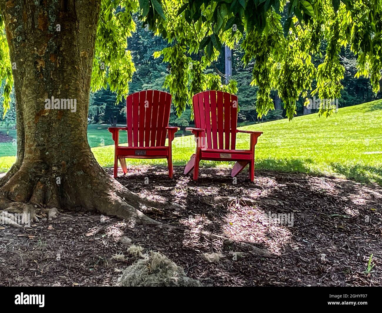 Two lawn chairs under the shade of a mature tree Stock Photo - Alamy