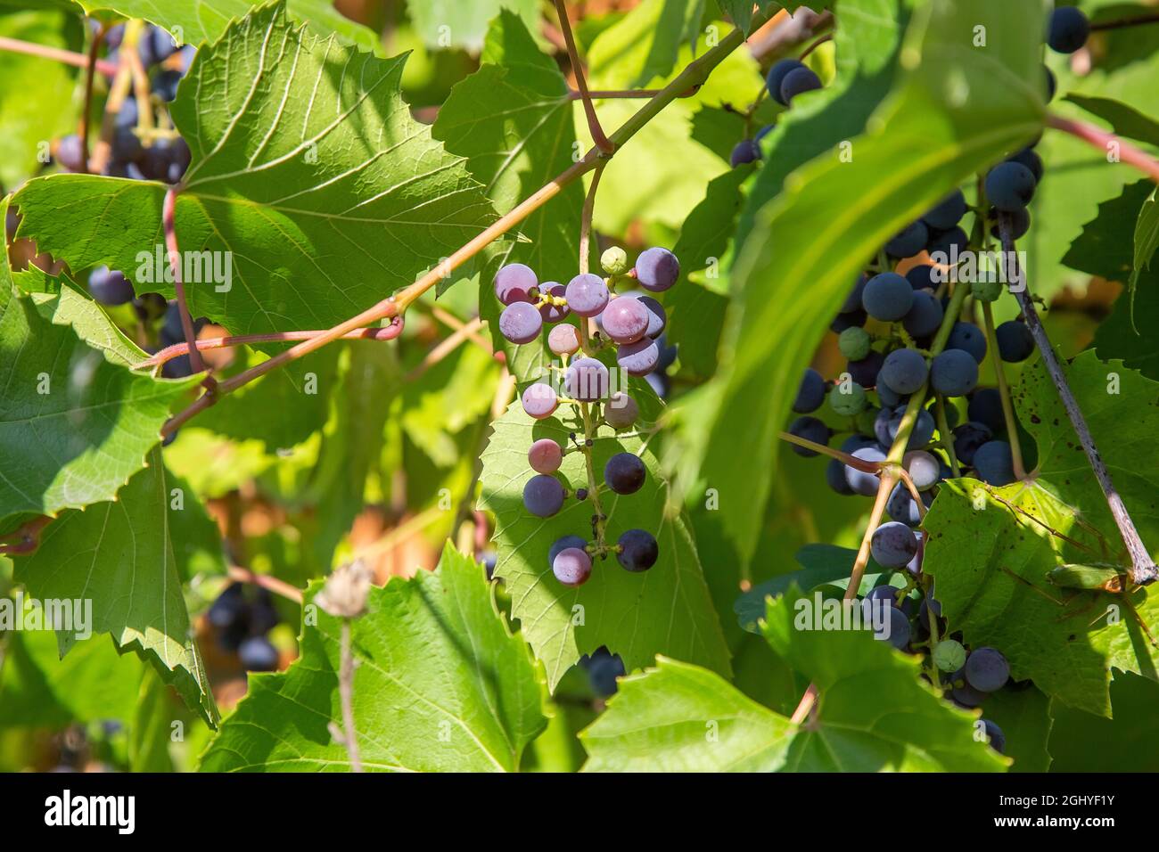 Isabella grapes ripened on a vine climbing a brick wall of a garden ...