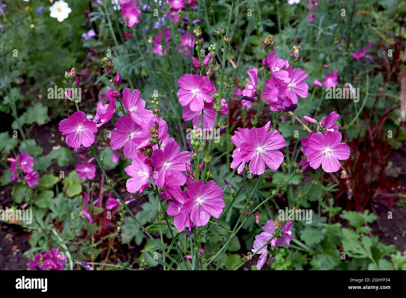 Sidalcea hybrida ‘Party Girl’ prairie mallow Party Girl – upright ...