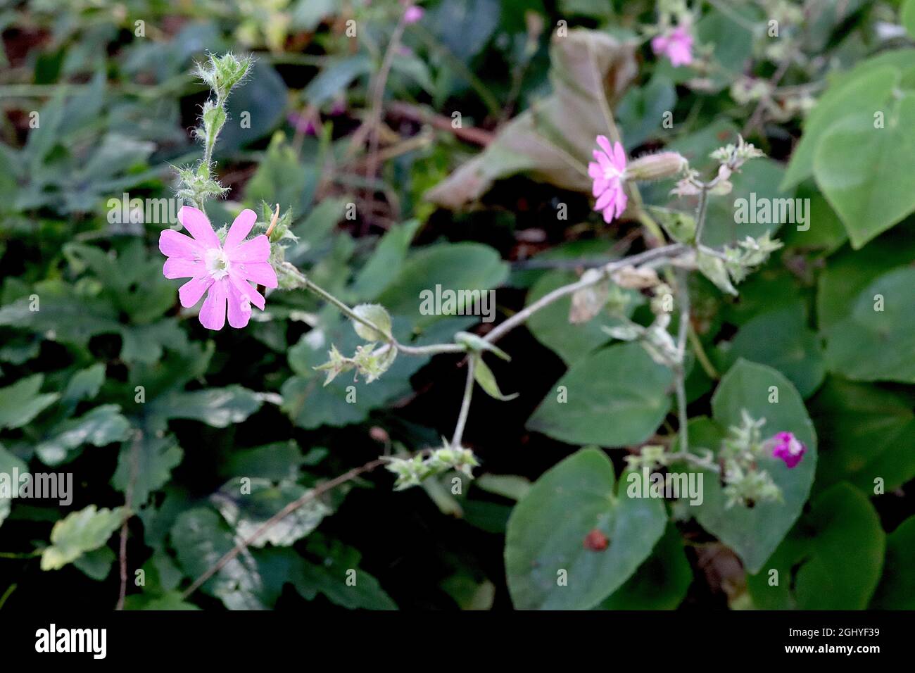 Silene dioica red campion – pink star-shaped flowers and small mid ...