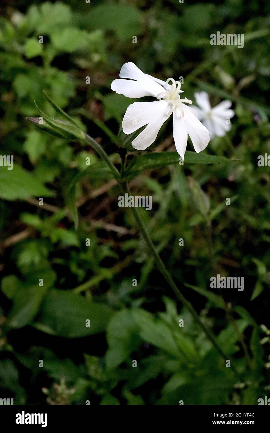 Silene latifolia white campion - white star-shaped flowers and small ...