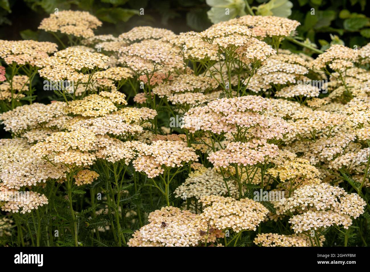 Achillea millefolium orange hi-res stock photography and images - Alamy