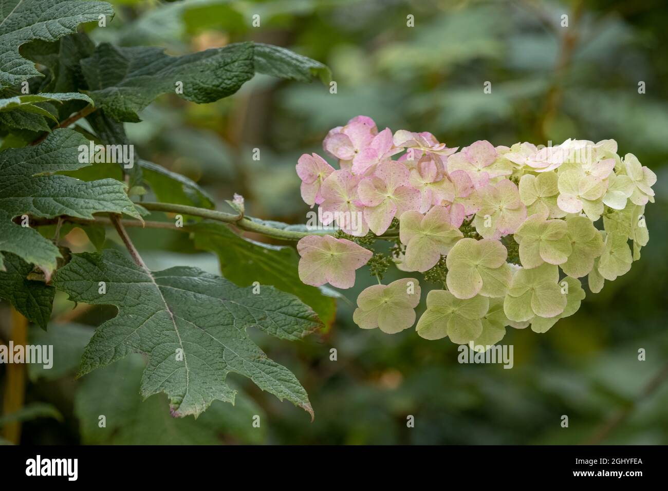 Hydrangea quercifolia Applause Stock Photo - Alamy