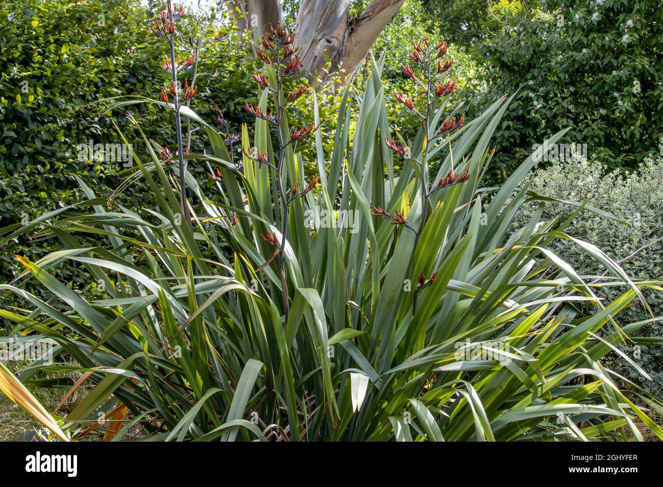 Phormium tenax hi-res stock photography and images - Alamy