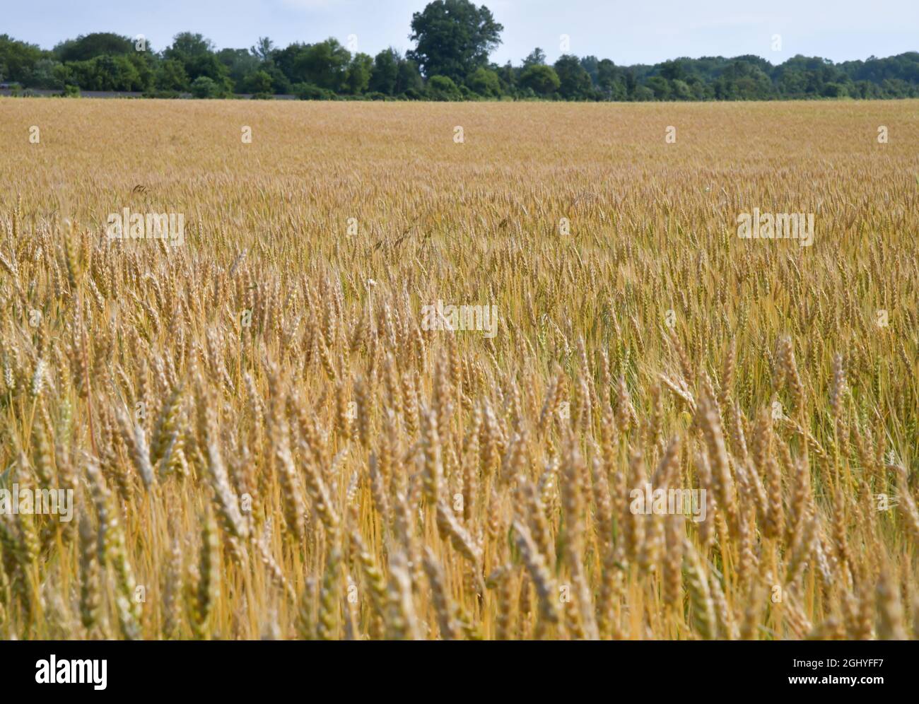 Golden natural hi-res stock photography and images - Alamy