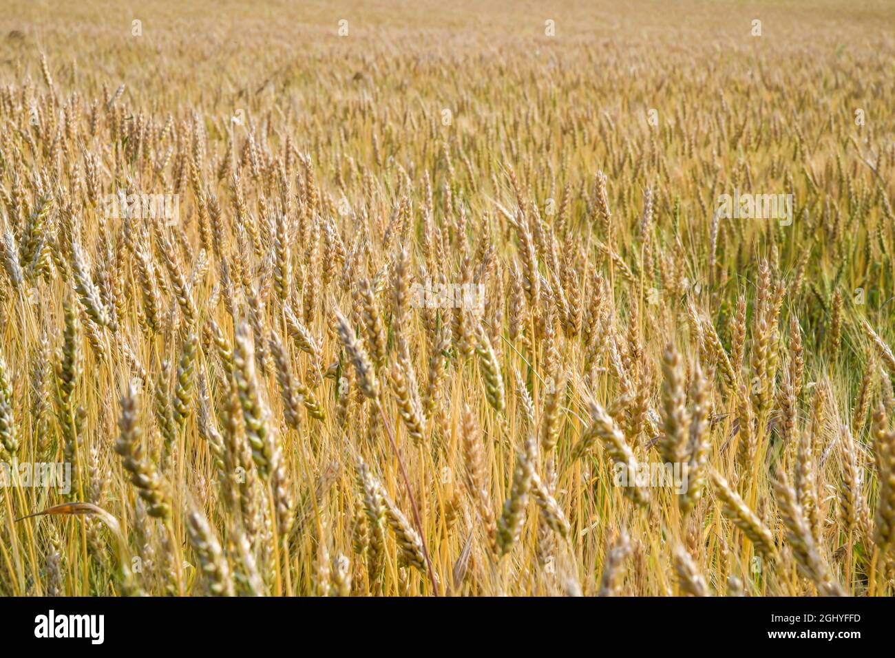 Golden field of wheat hi-res stock photography and images - Alamy