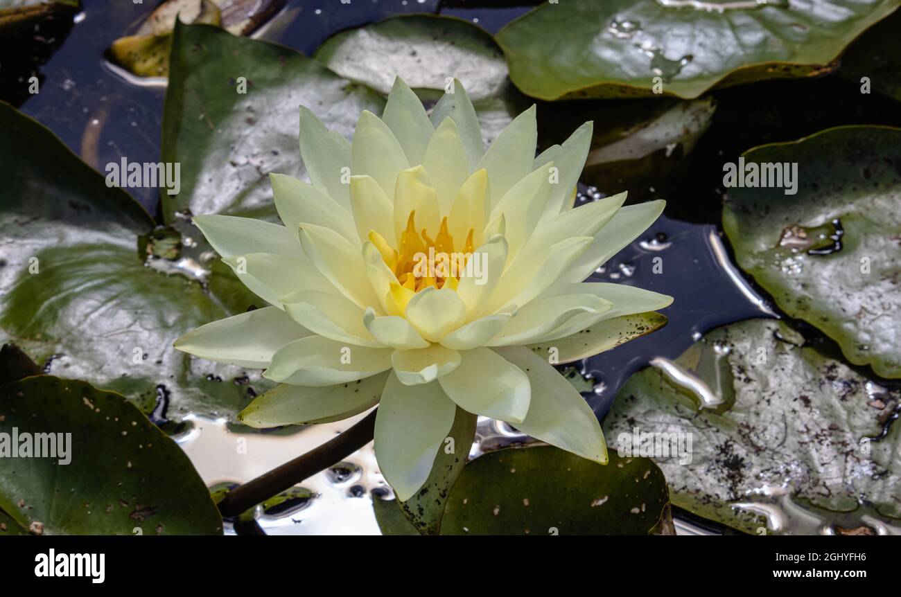 Pale of water hi-res stock photography and images - Alamy