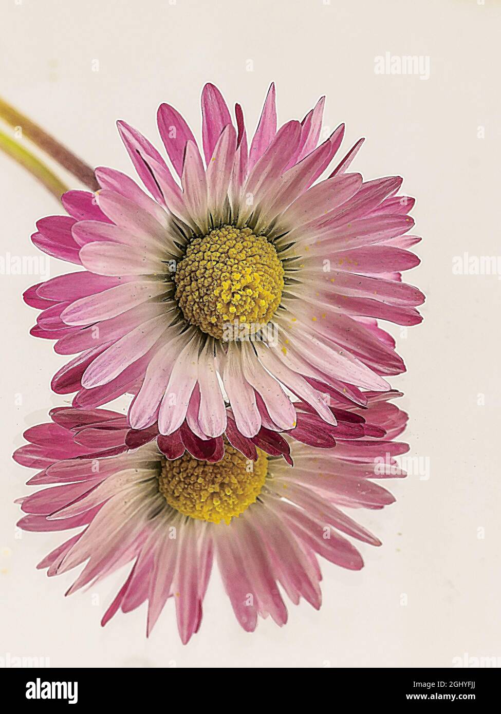 isolated daisy flower Stock Photo - Alamy