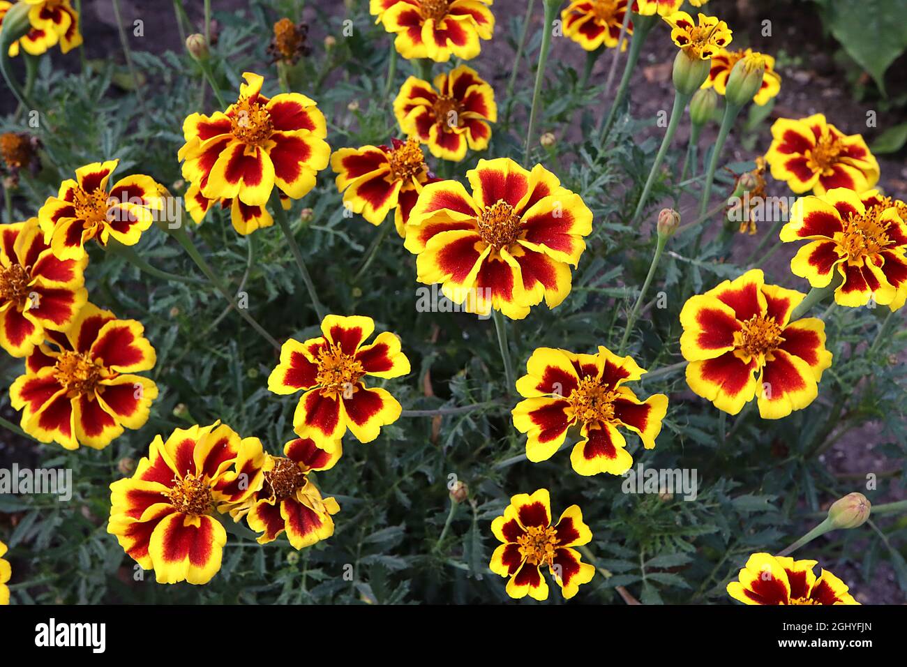 Tagetes patula ‘Disco Marietta’ French marigold Marietta - deep red ...