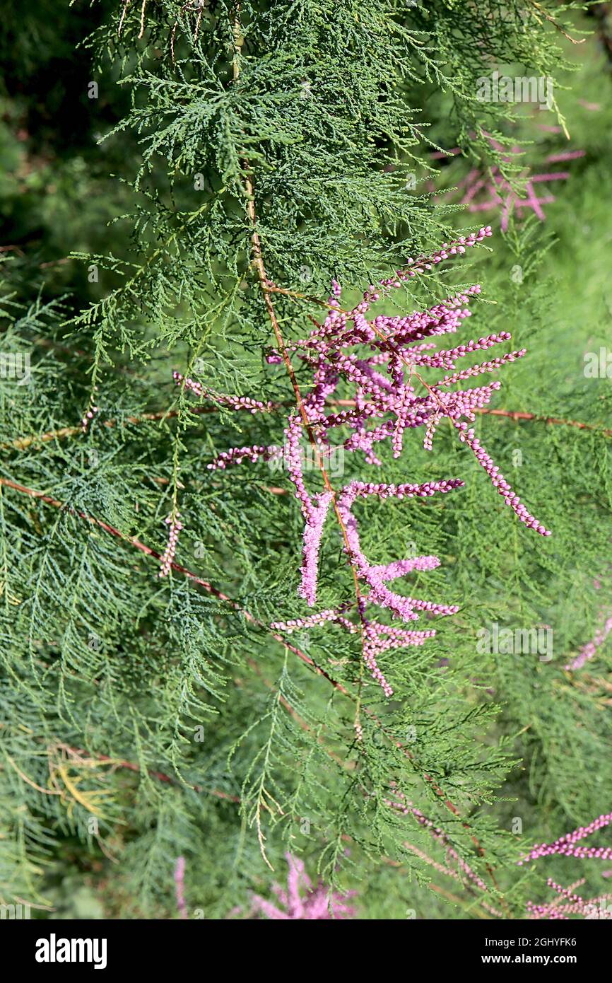 Scale leaves hi-res stock photography and images - Alamy