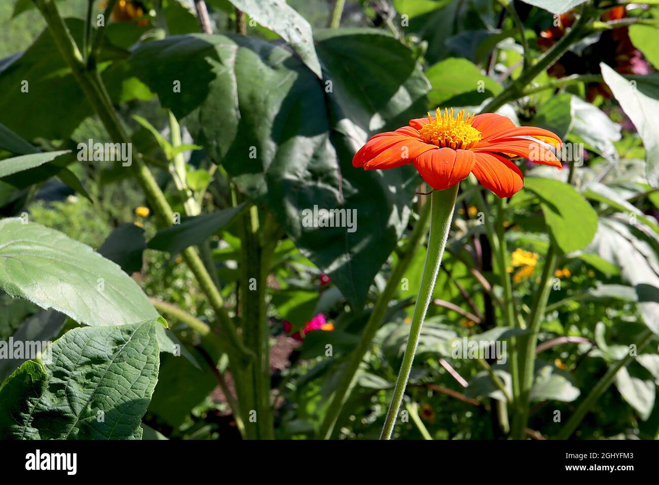 Tithonia rotundifolia ‘Torch’ Mexican sunflower Torch – bright orange ...