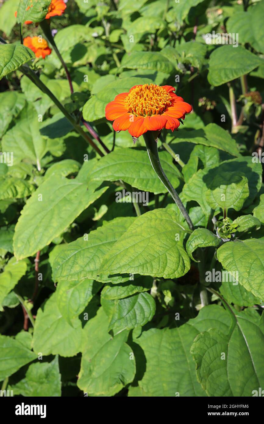 Tithonia rotundifolia ‘Torch’ Mexican sunflower Torch – bright orange ...