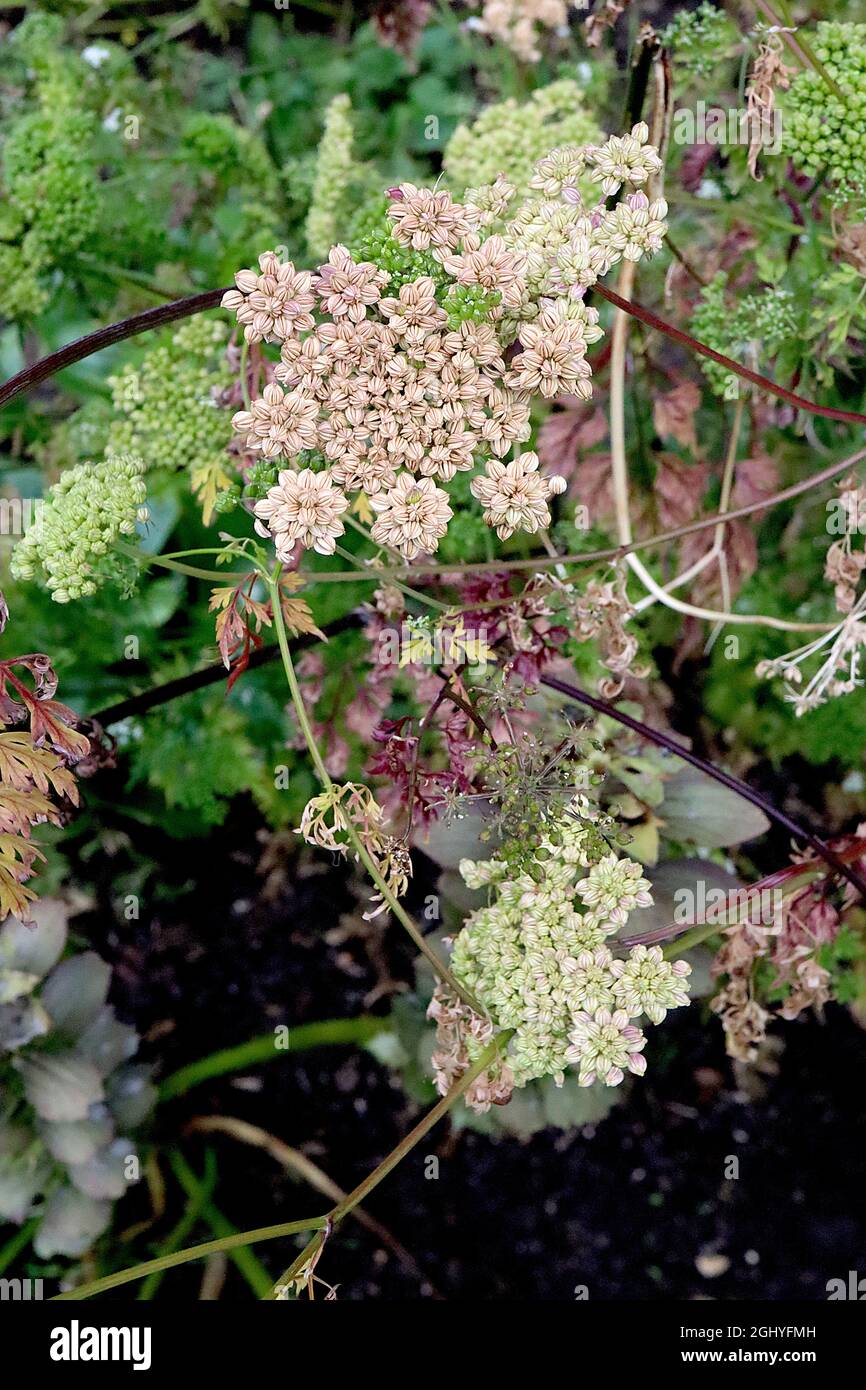 Fluted seed heads hi-res stock photography and images - Alamy
