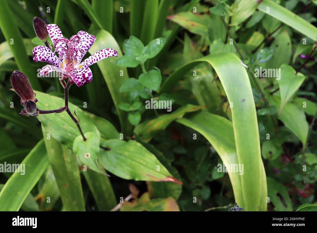 Tricyrtis formosana Dark Beauty toad lily Dark Beauty – white orchid ...