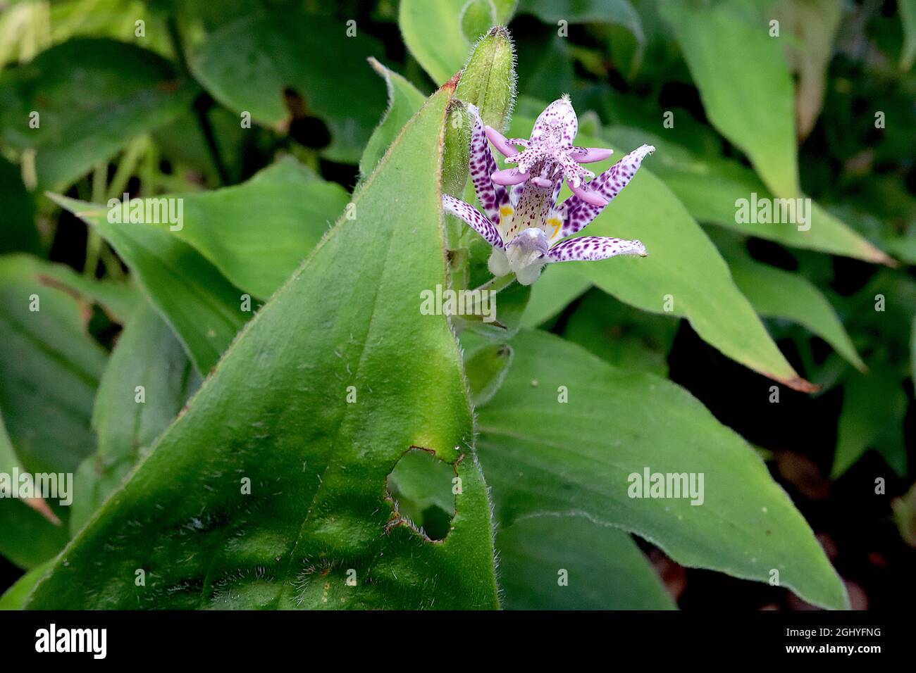 Toad Lily Leaves