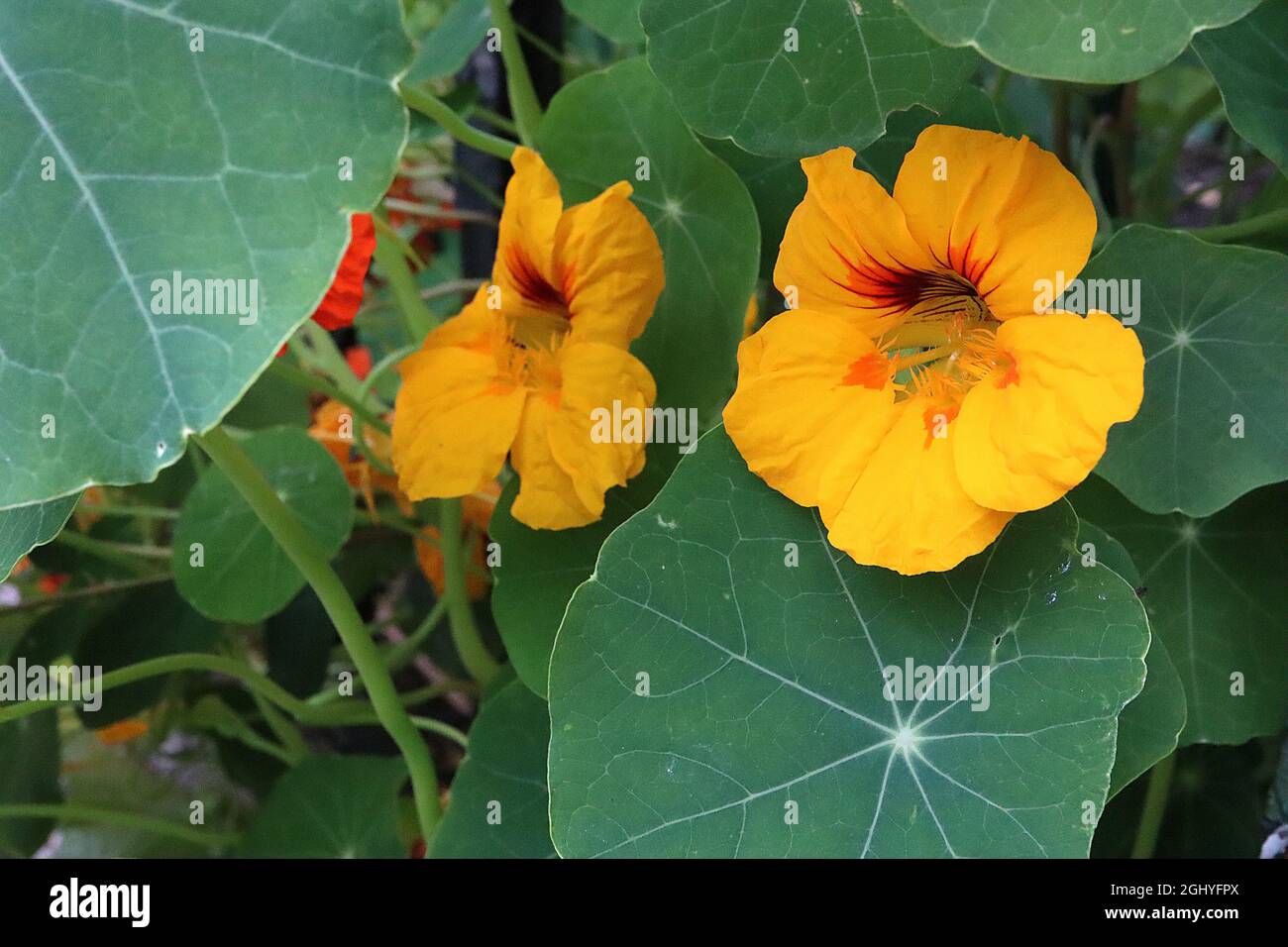 Basal blotches hi-res stock photography and images - Alamy