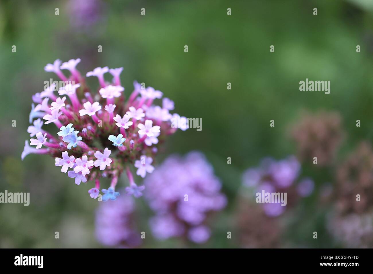 Verbena bonariensis purpletop vervain – domed branched clusters of tiny ...