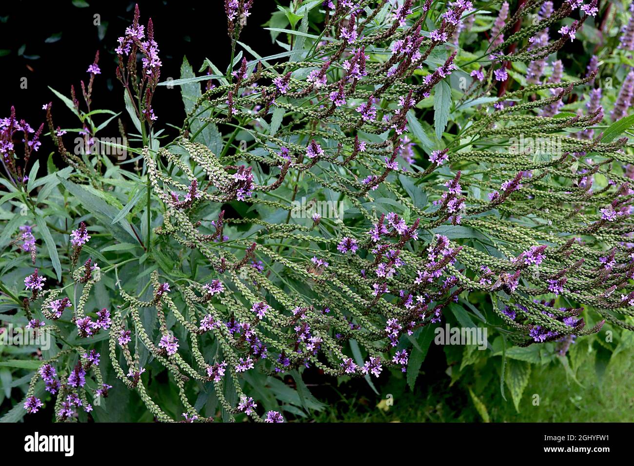 Blue vervain hi-res stock photography and images - Alamy