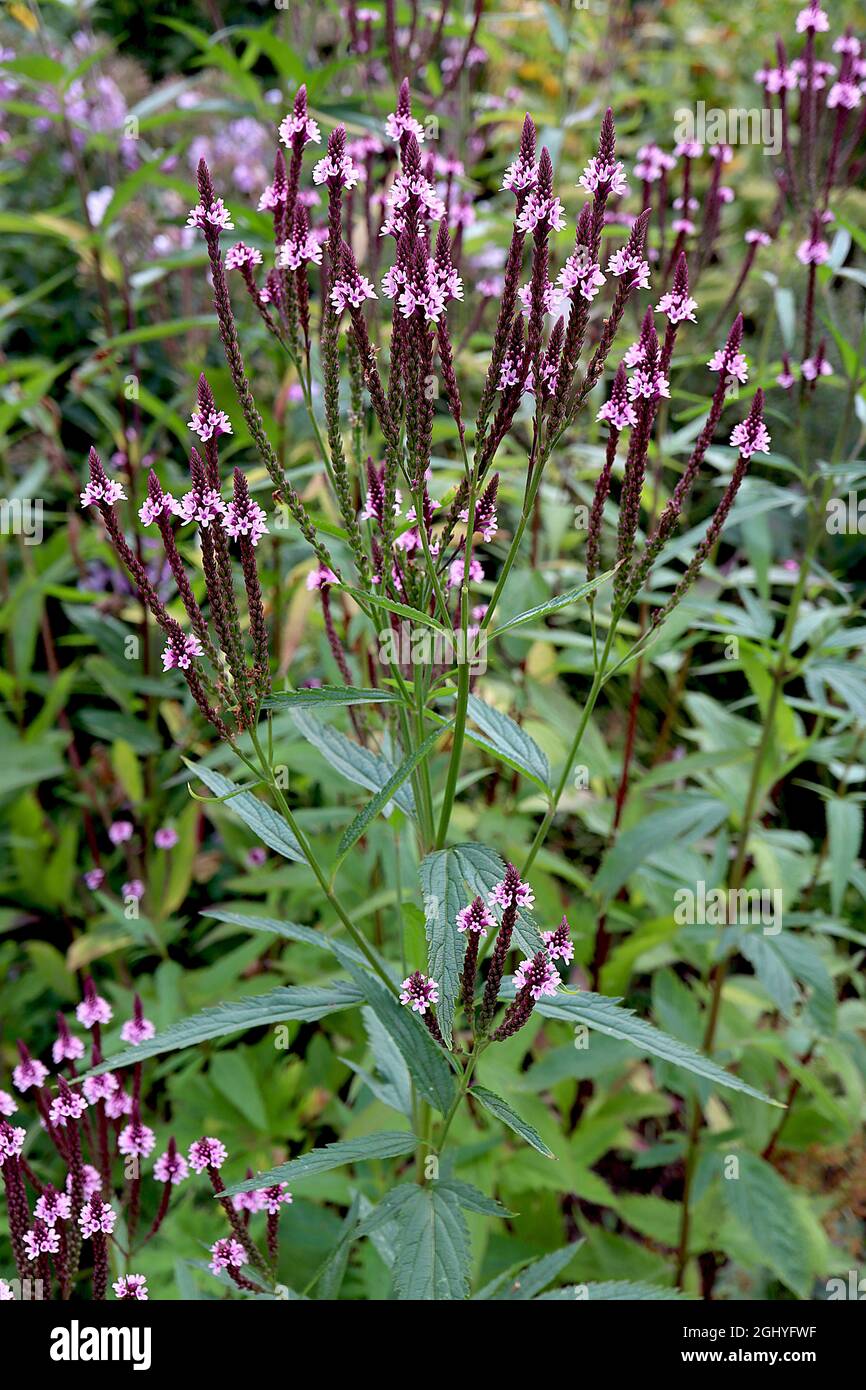 Blue vervain hi-res stock photography and images - Alamy
