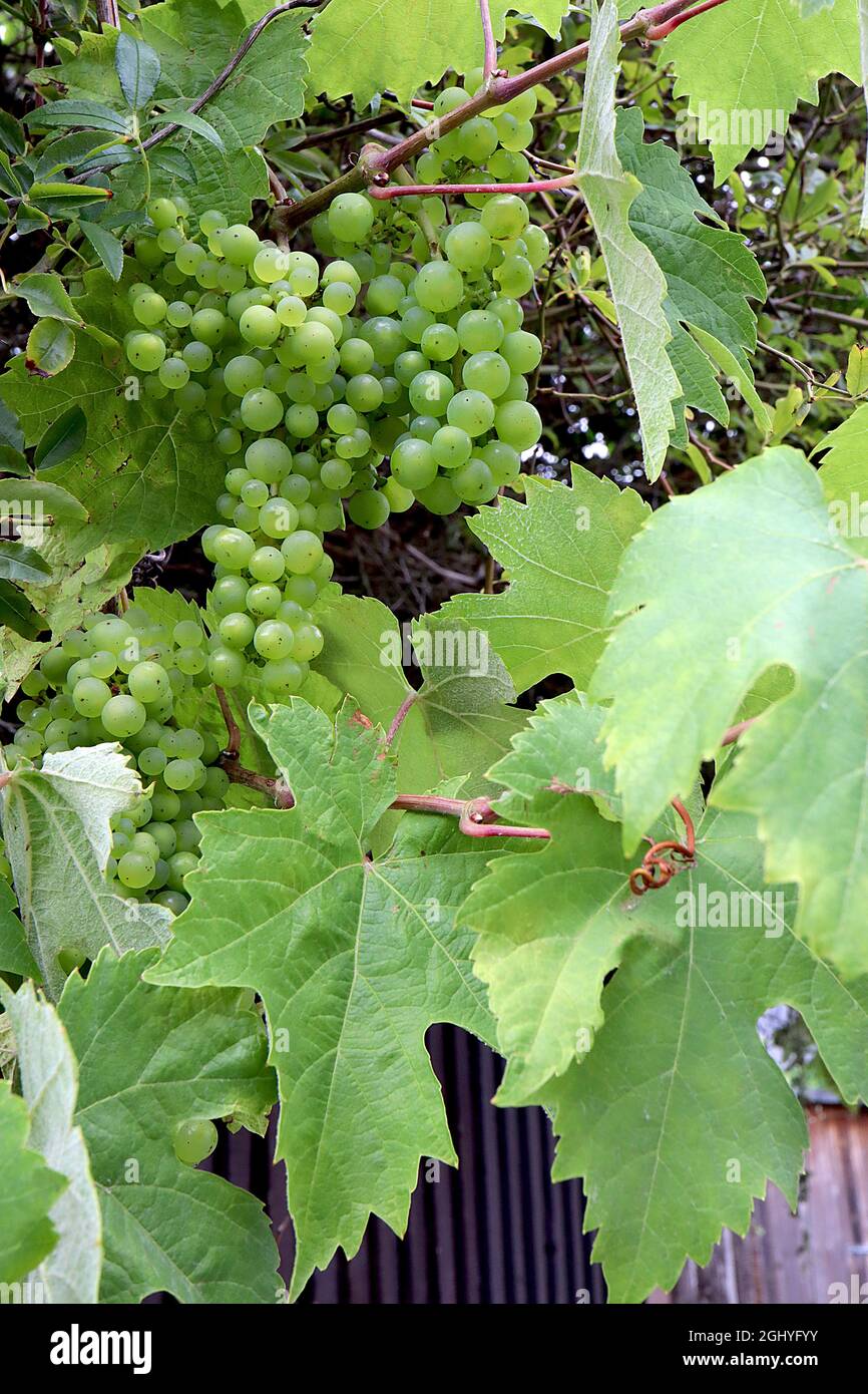 Vitis vinifera ‘Superior Seedless’ grape vine – loose panicles of light ...