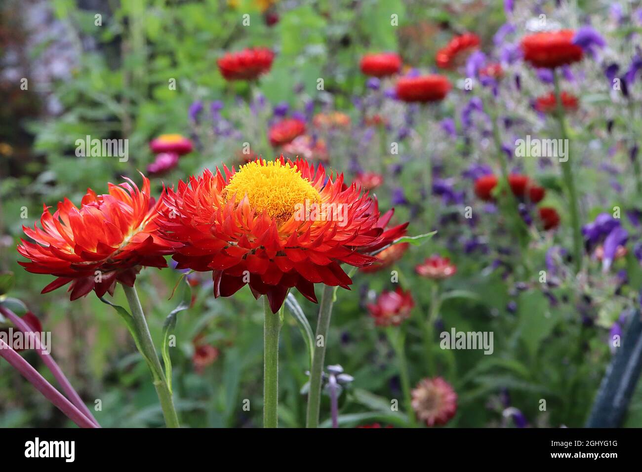 Everlasting flower copper red hi-res stock photography and images - Alamy