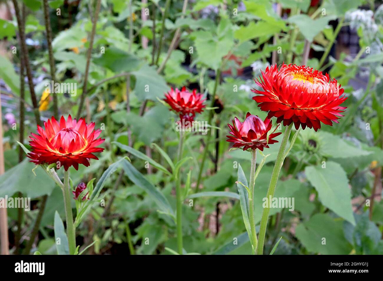 Everlasting flower copper red hi-res stock photography and images - Alamy