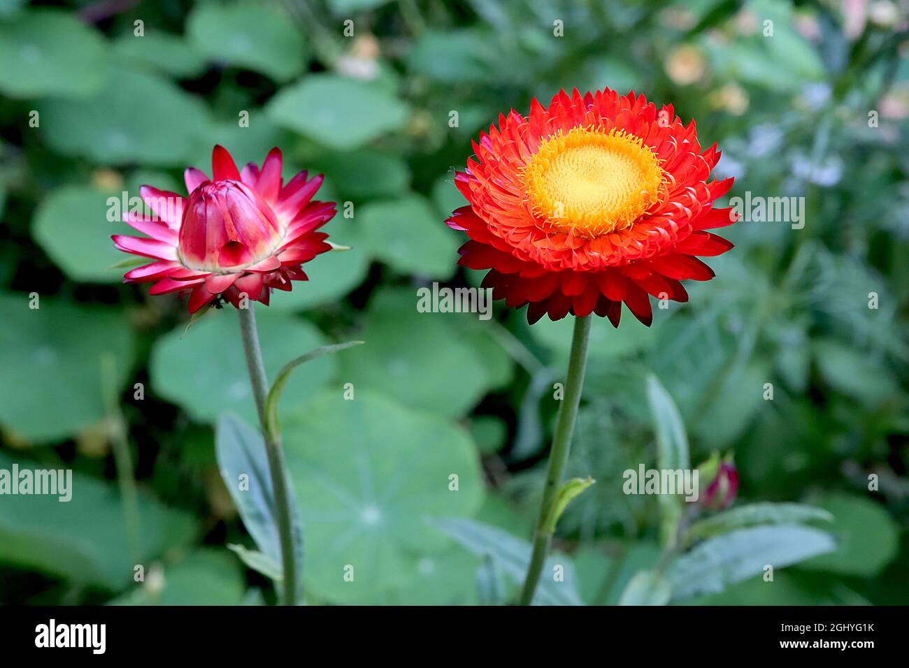 Xerochrysum / Helichrysum bracteatum ‘Copper Red’ strawflower Copper ...