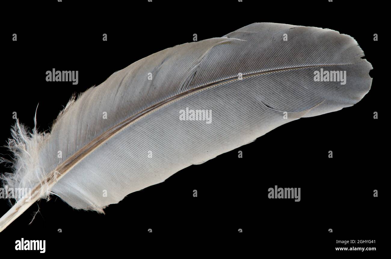 A photo of a white and gray feather on a black background using focus ...