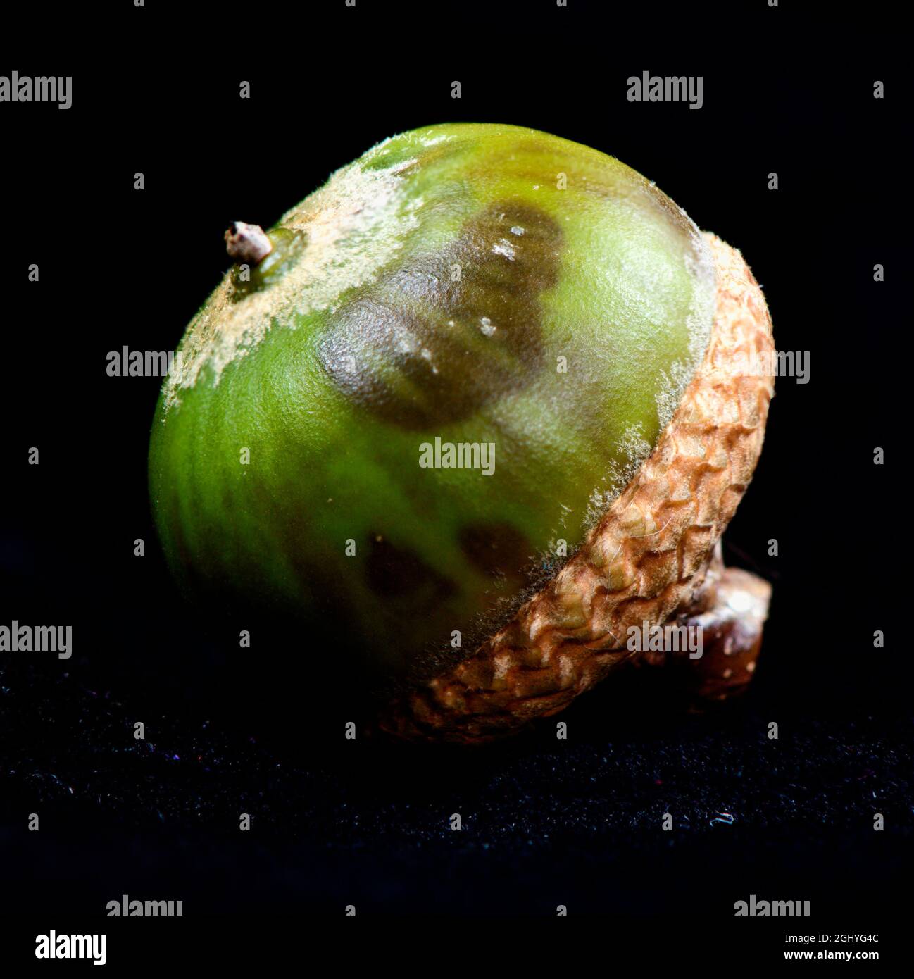 A closeup of a single Oak acorn on black background Stock Photo - Alamy