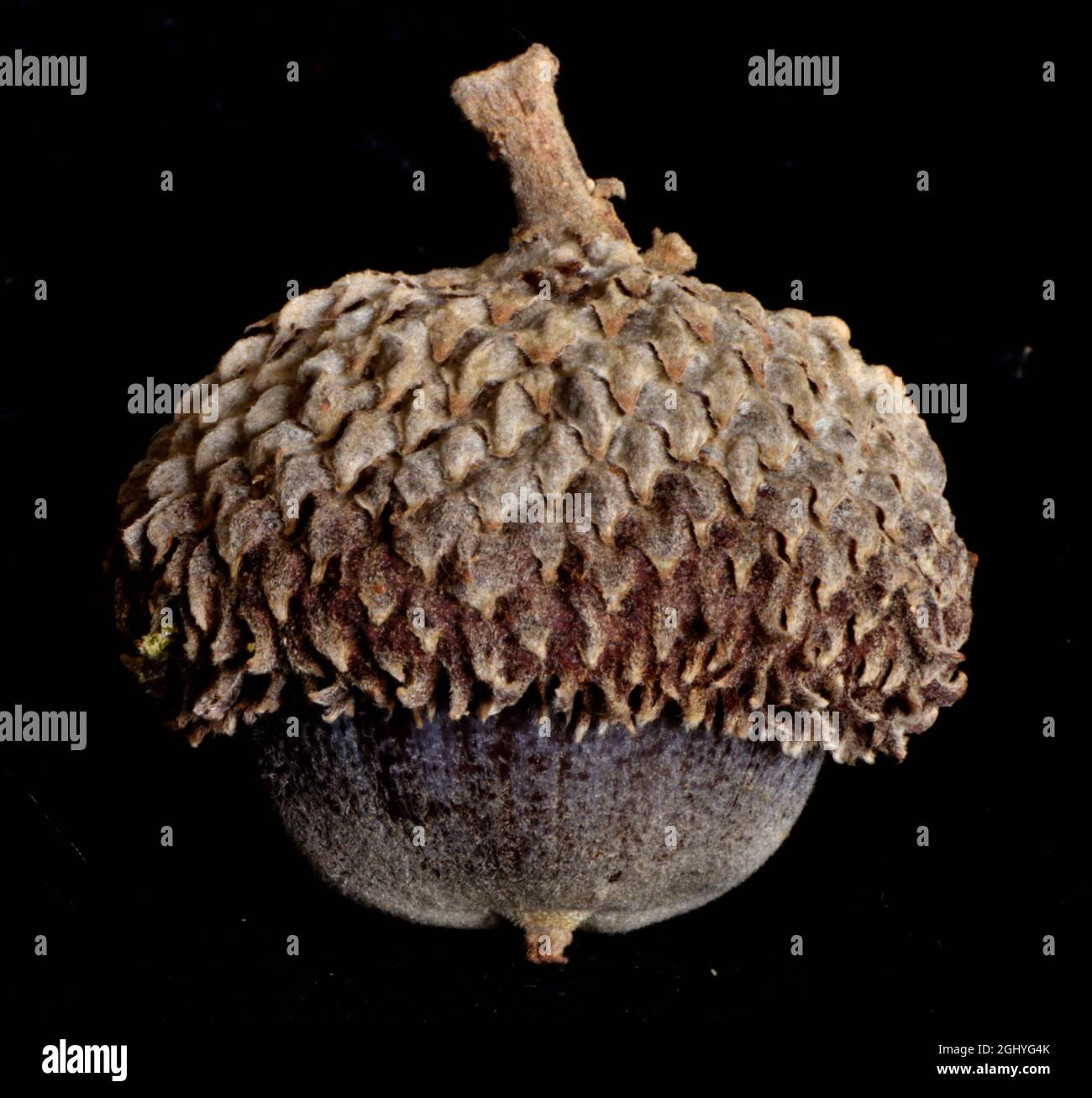 Acorn single hi-res stock photography and images - Alamy