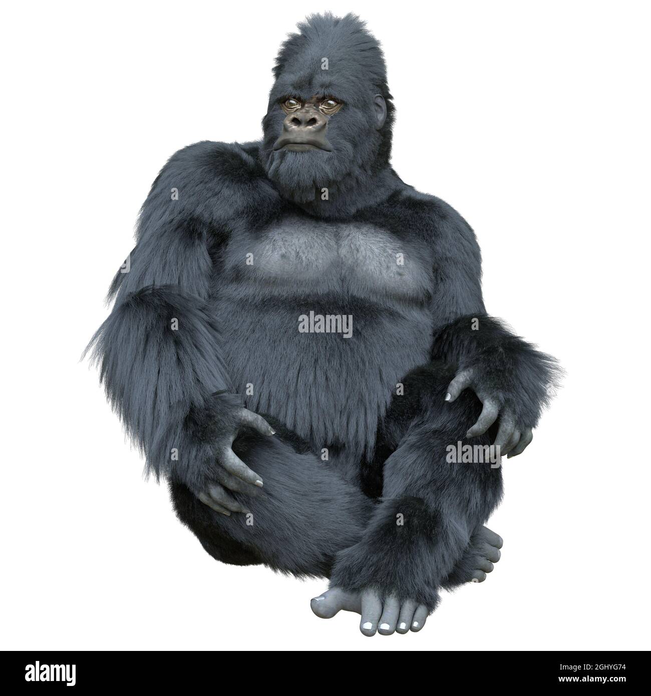 Chimpanzee Muscle Structure