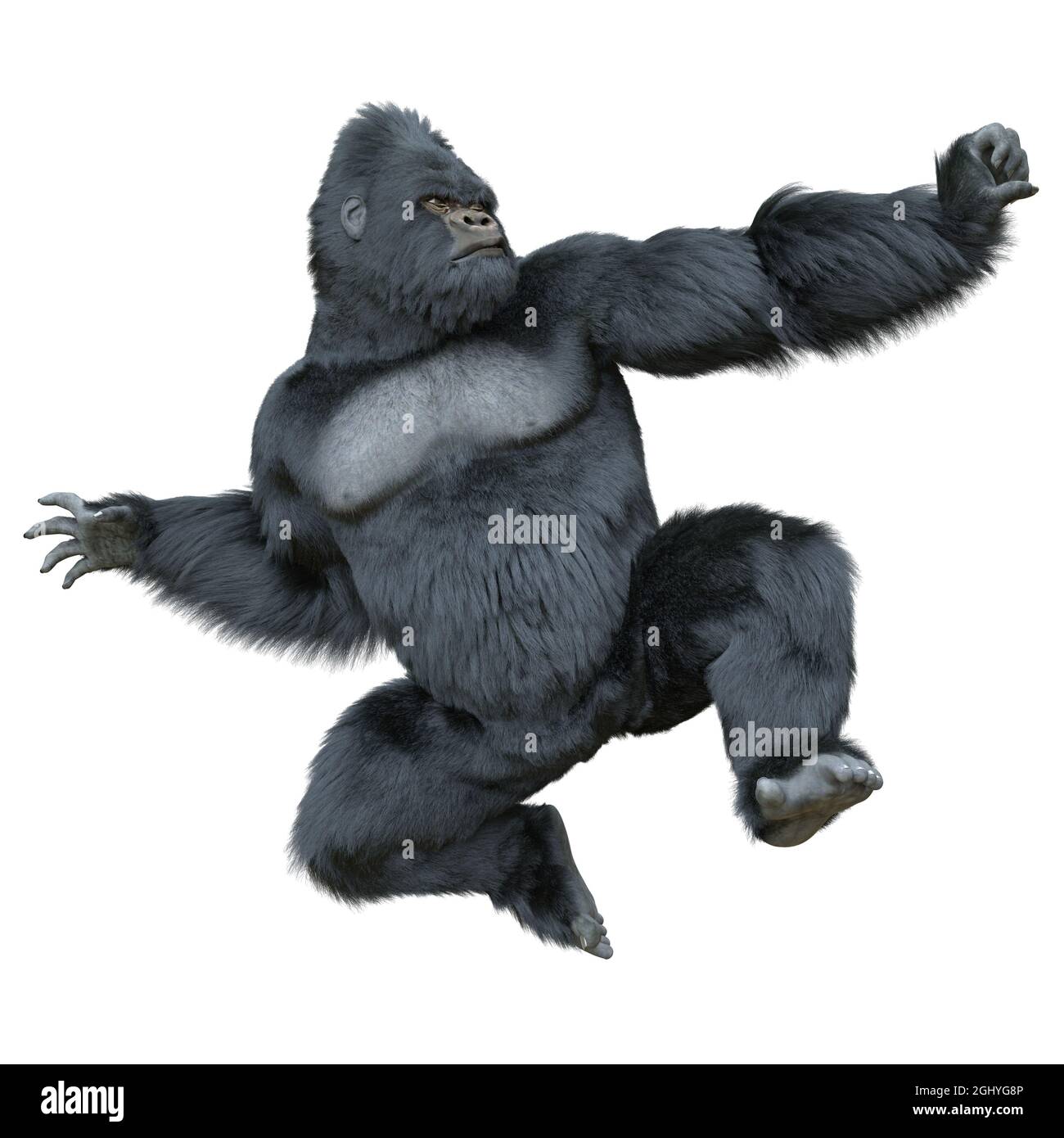 Chimpanzee Muscle Structure