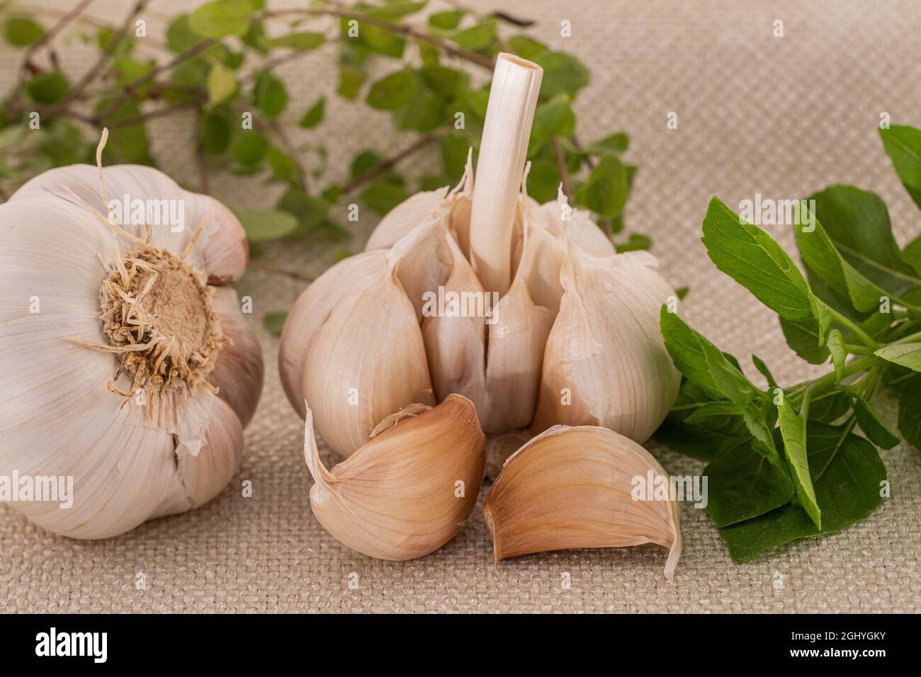 garlic and herbs isolated on fabric background Stock Photo - Alamy