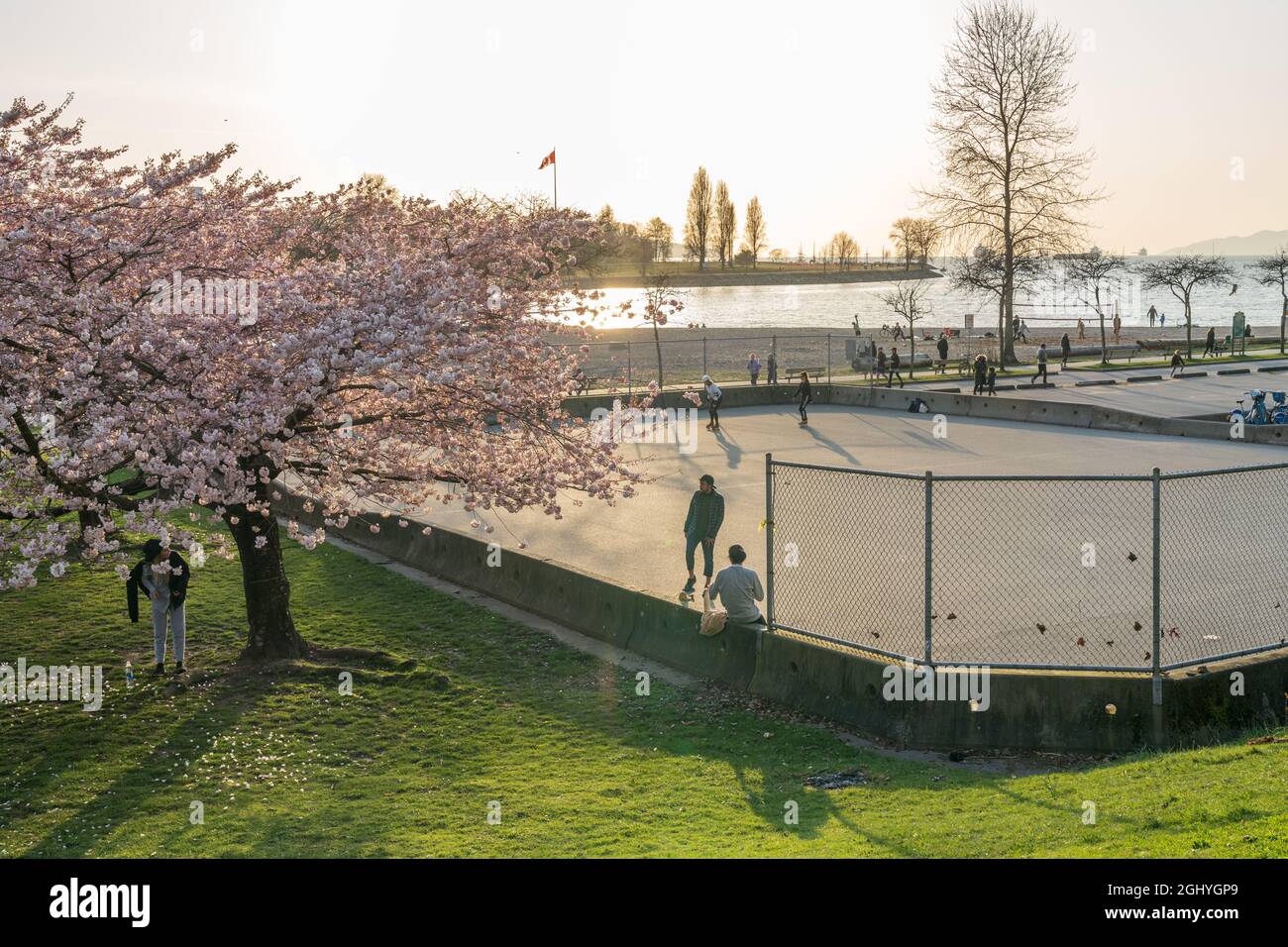 Vancouver, BC, Canada - March 30 2021 : Cherry blossom in full bloom ...