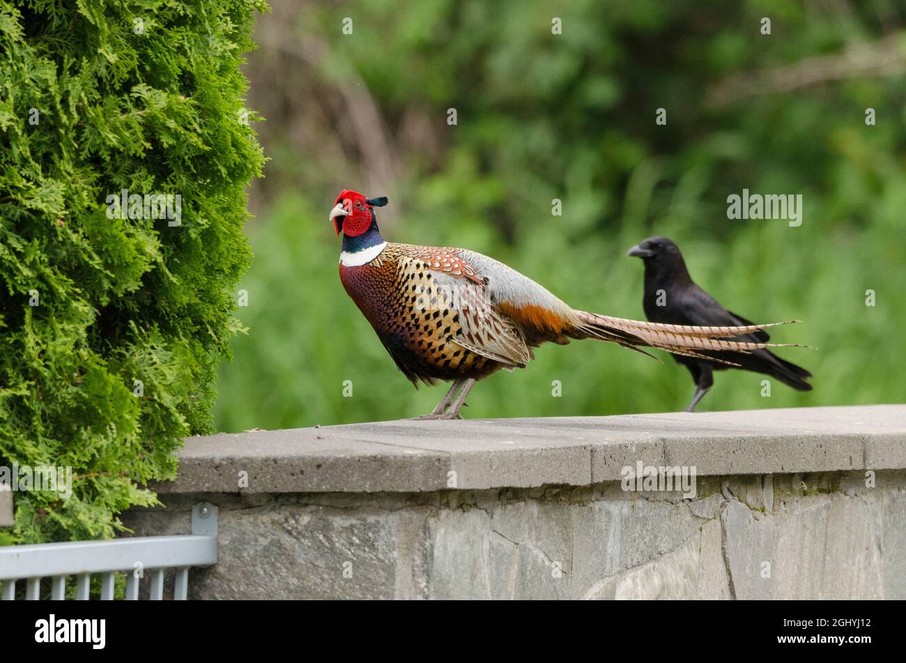 A Ring-necked Pheasant and a common crow sit on a wall near a garden in ...