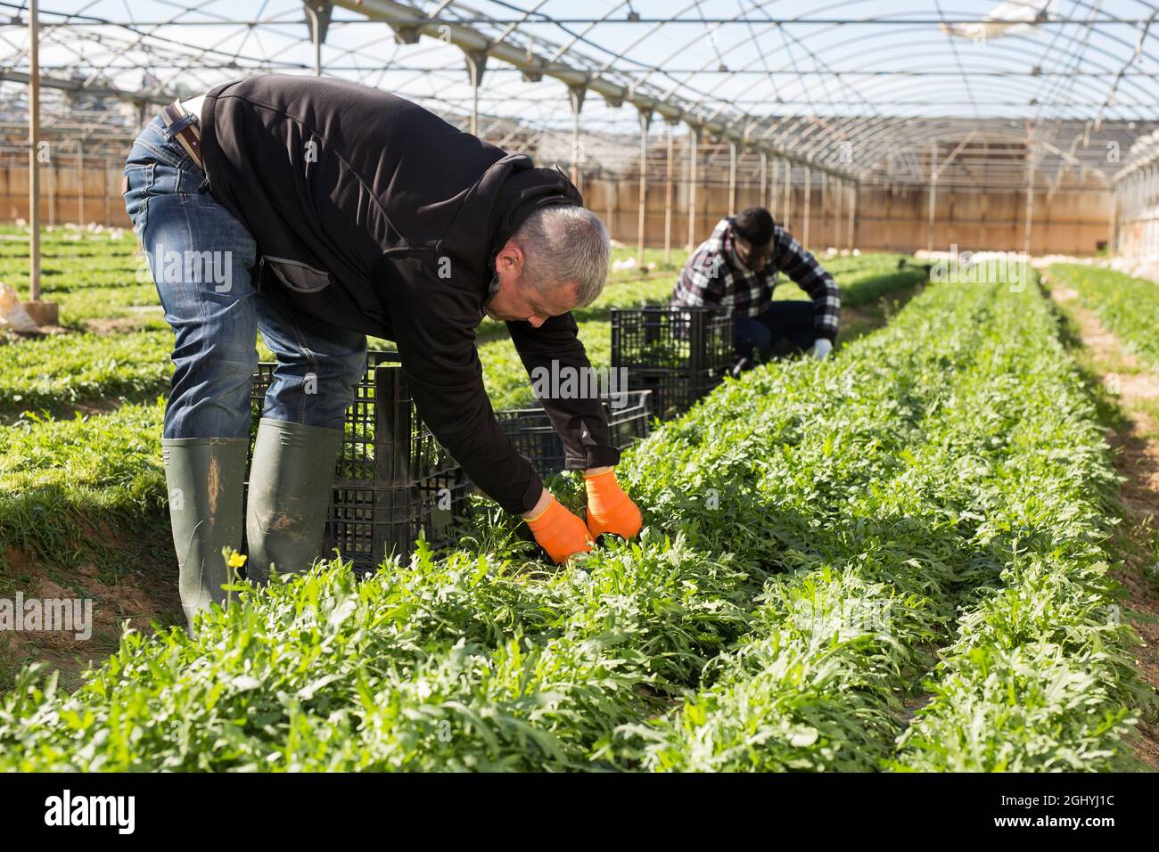 Man gardener in gloves picking harvest of arugula in greenhouse Stock ...