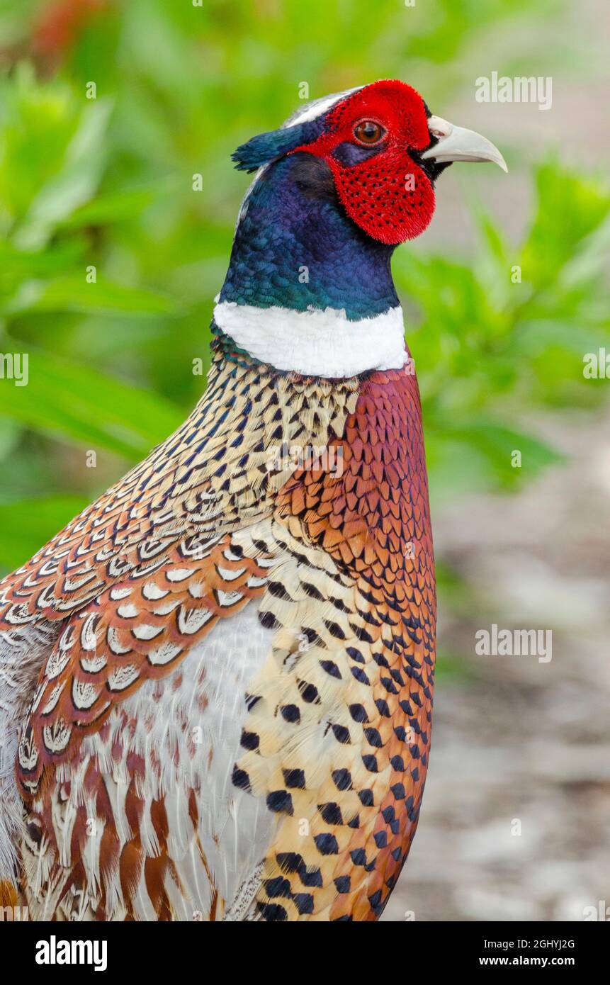 Pheasant plumage hi-res stock photography and images - Alamy