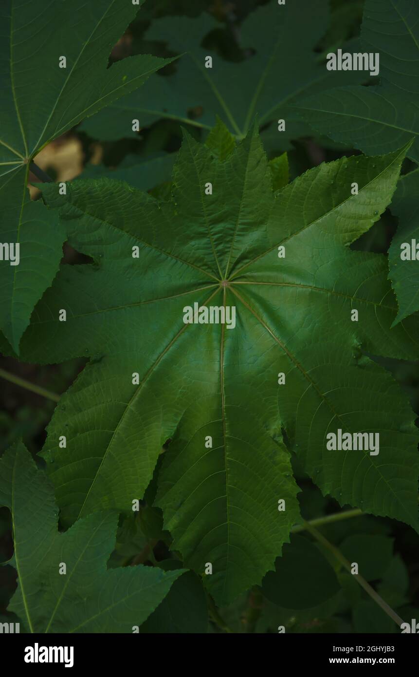 Selective focus on green CASTOR TREE's leaves in the garden Stock Photo ...