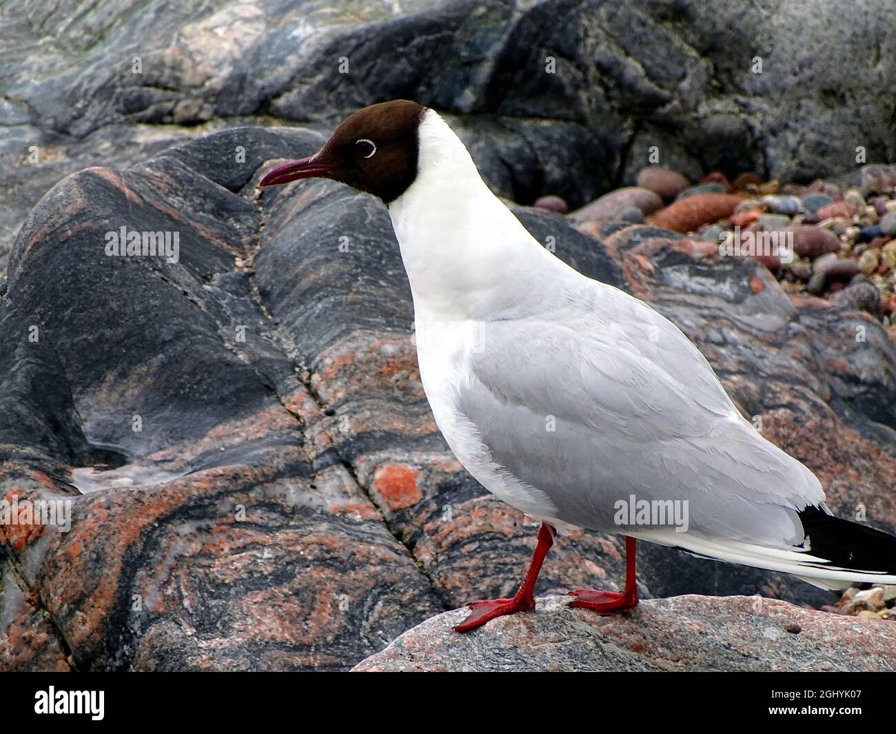Closeup of a black-headed gull standing on black and red rocks in a ...