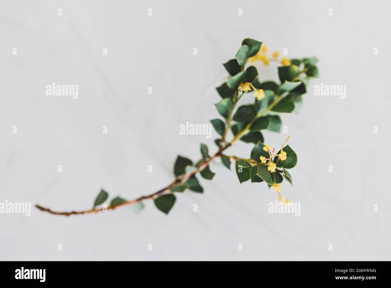native Australian wattle tree branch with yellow flowers on white ...
