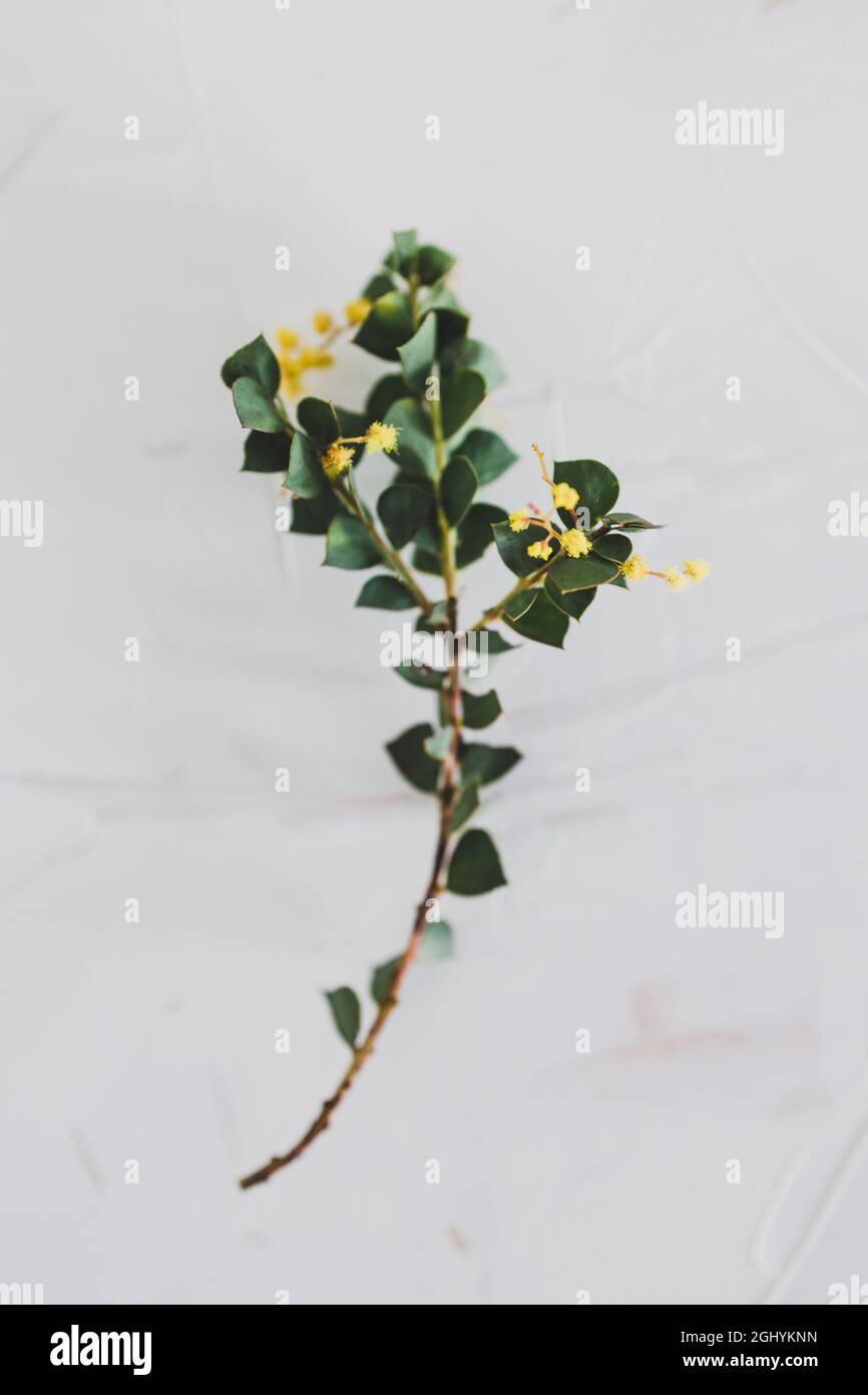 native Australian wattle tree branch with yellow flowers on white ...