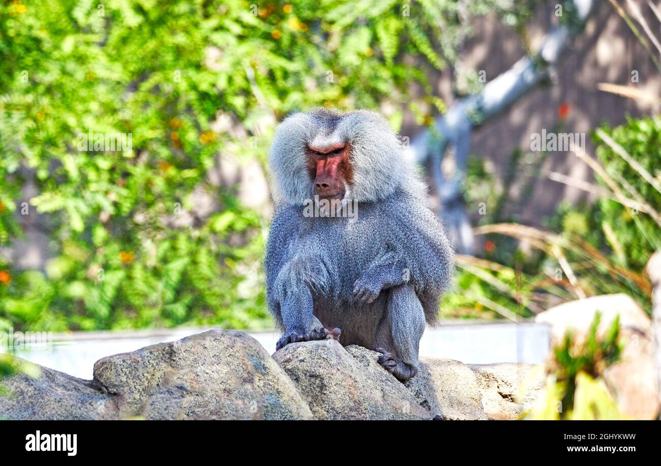 Baboon in captivity sitting on a rock Stock Photo - Alamy
