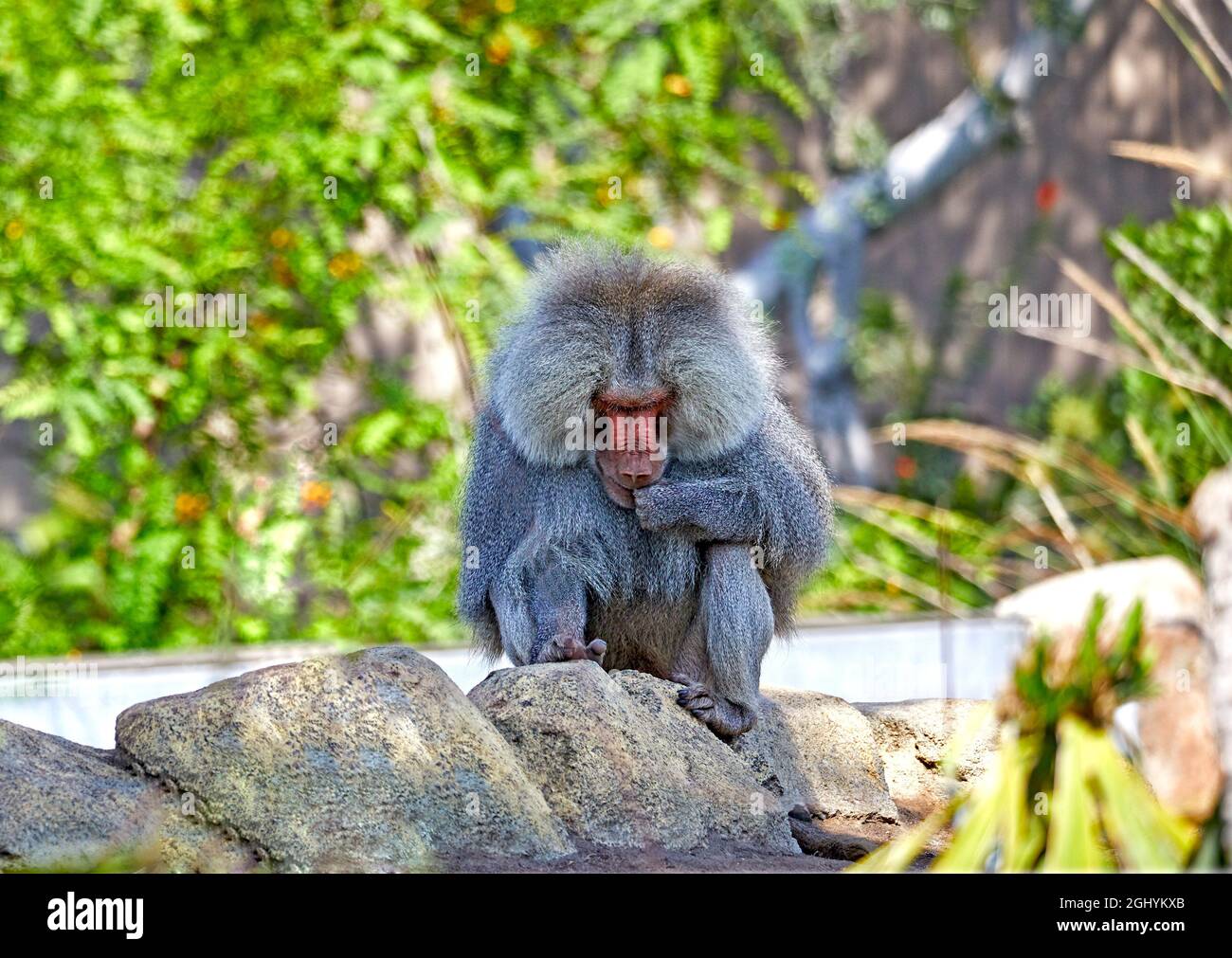 Baboon in captivity sitting on a rock Stock Photo - Alamy