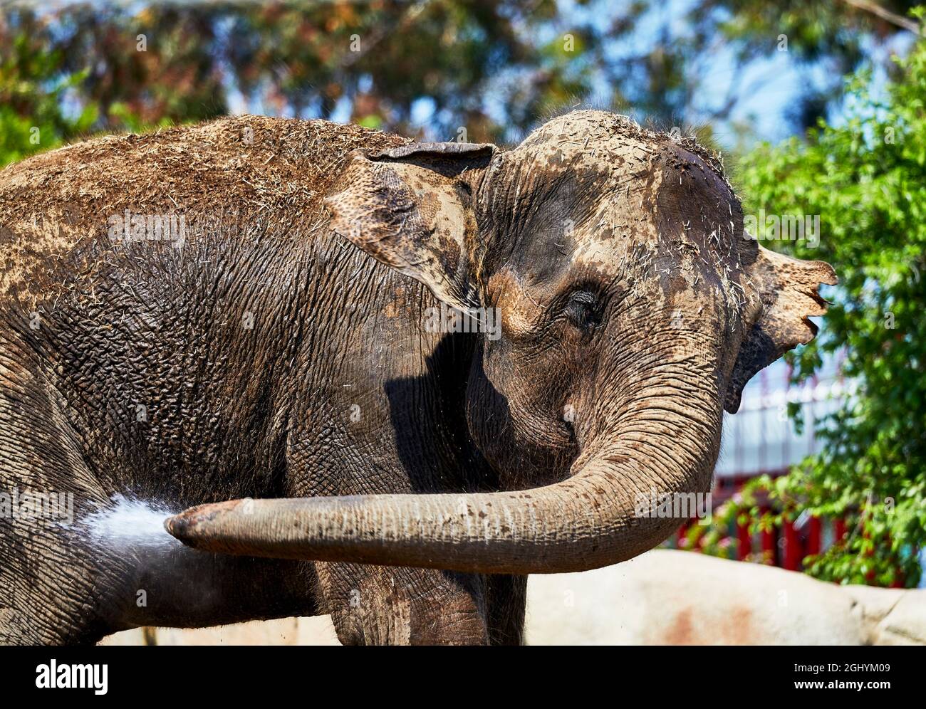Adult elephant using his trunk to spray water on his back Stock Photo ...