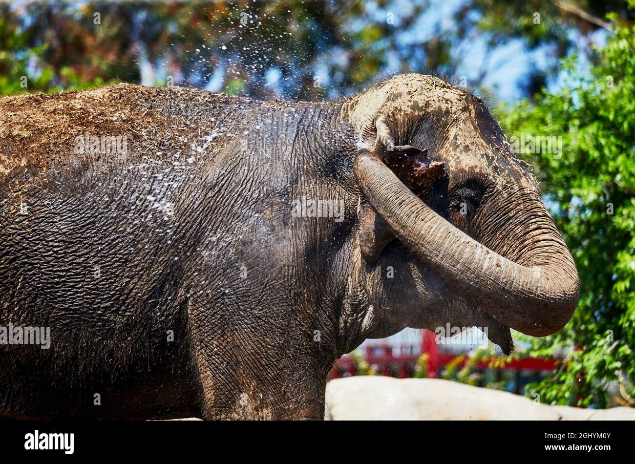 Adult elephant using his trunk to spray water on his back Stock Photo ...