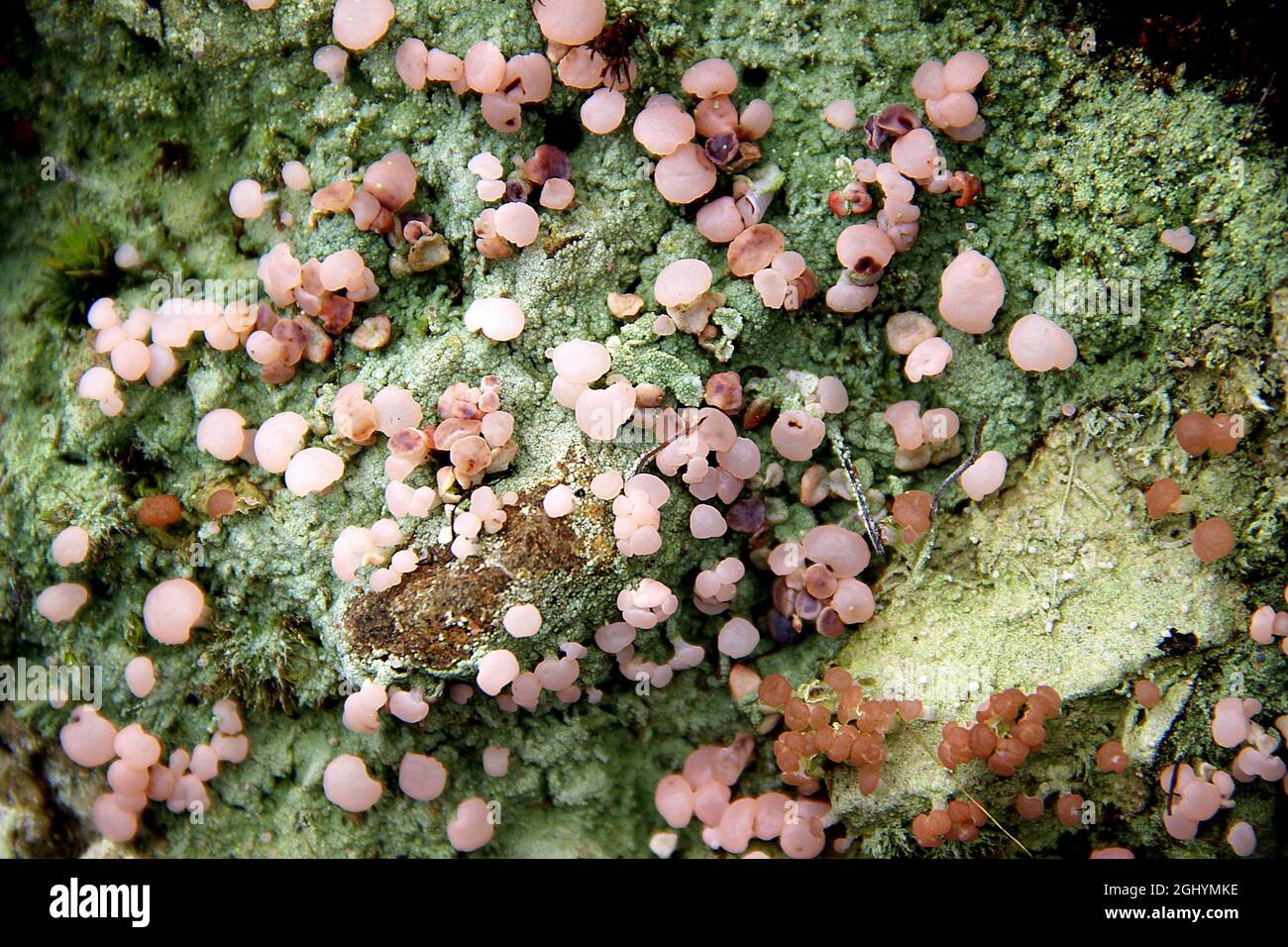 pink dot lichen (Dibaeis or Baeomycetes Stock Photo - Alamy